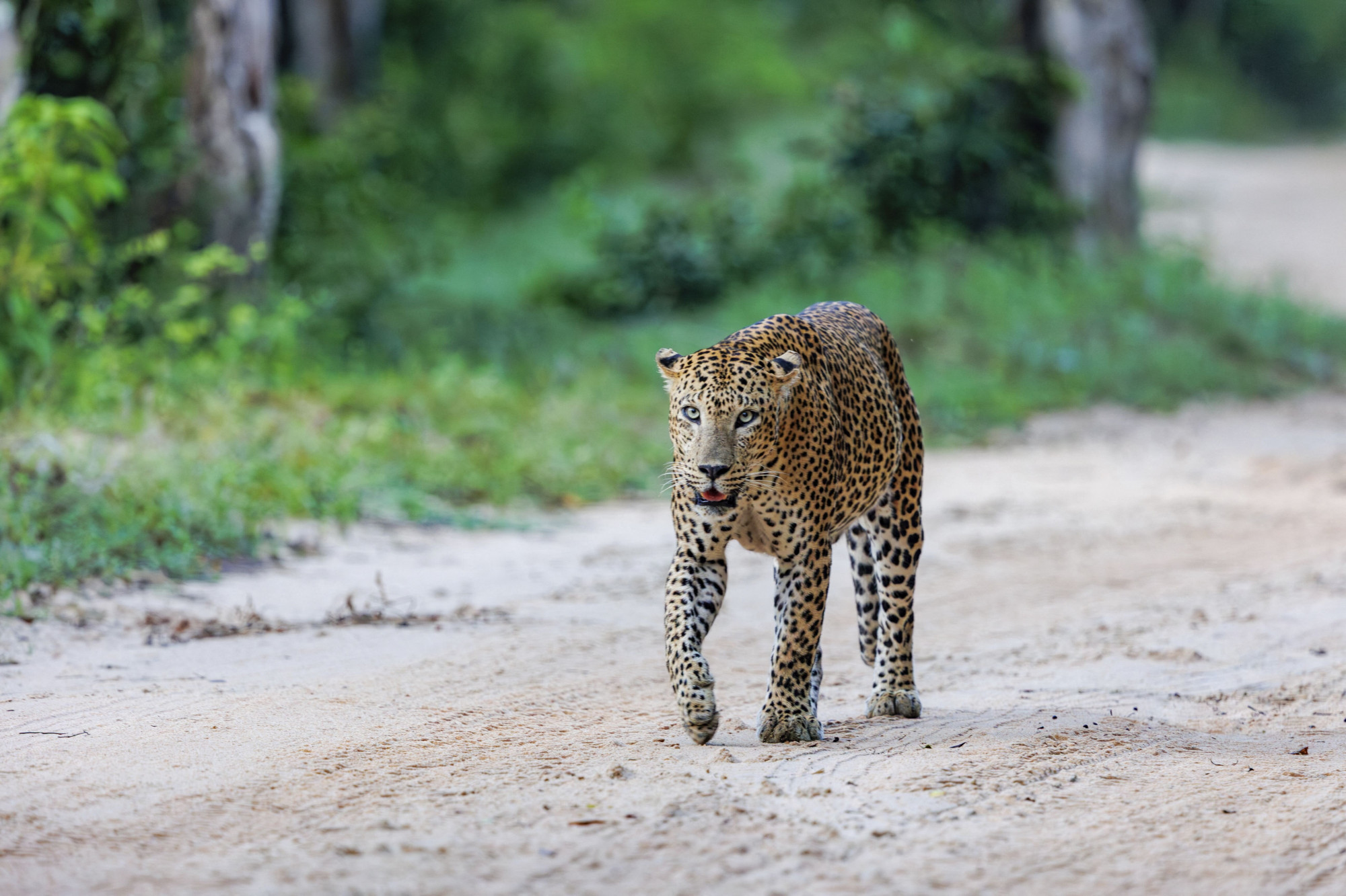 Leopárd szökött be egy indonézt szállodába, az egyik szoba előtt vették észre