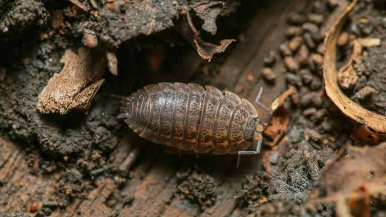 7 animals that curl into a ball for survival and defence
