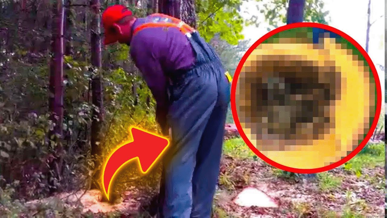 Carpenter Cuts Down Tree And Notices Something Strange Inside