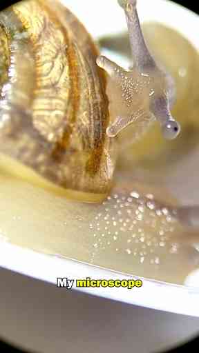 Exploring the Fascinating Teeth of Snails Under a Microscope