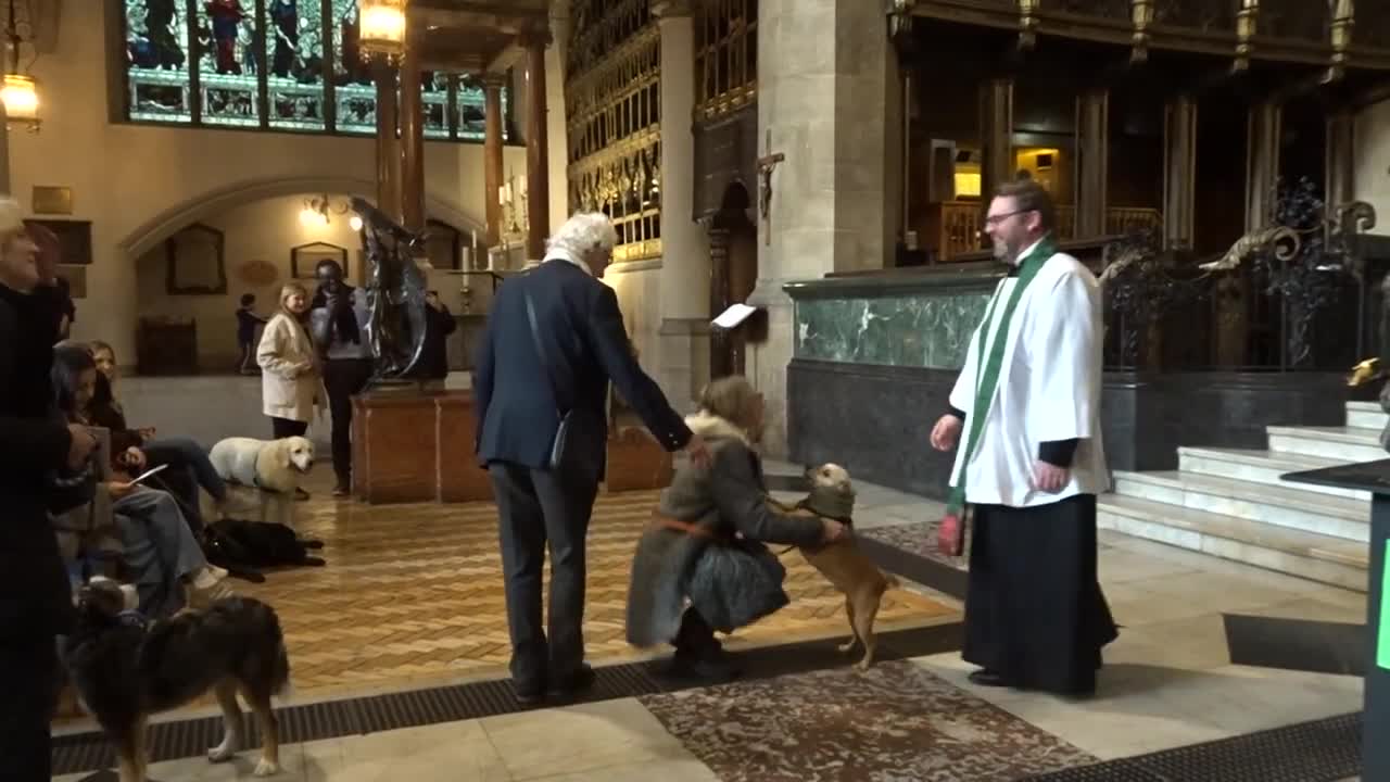 Dozens of dogs blessed by priest at UK church as Christians celebrate ...