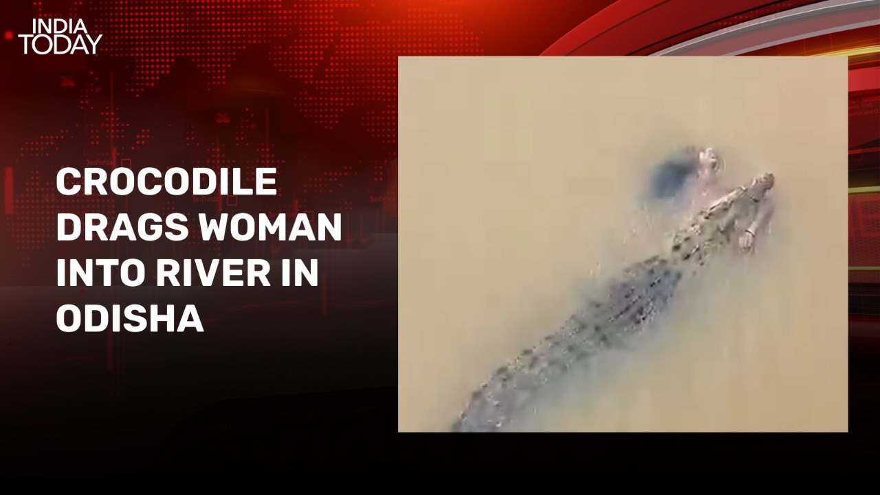 Video: Locals panic as crocodile drags woman into river in Odisha