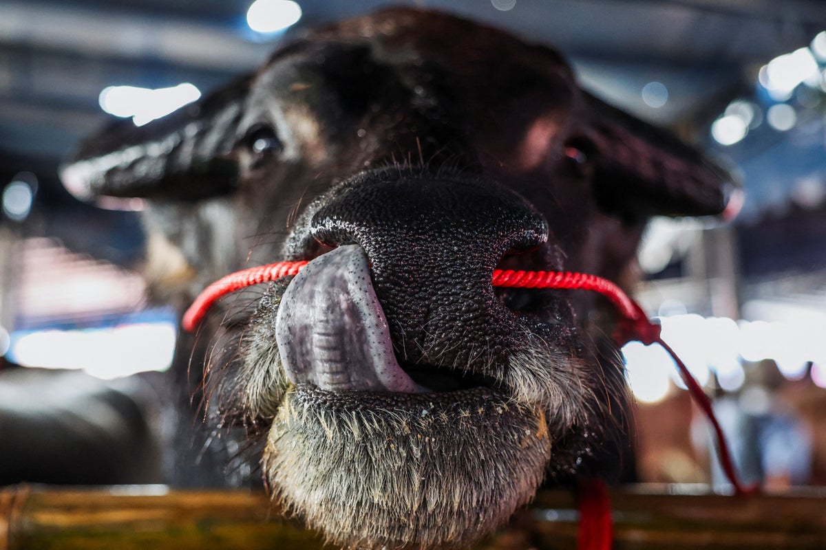 Thailand hopes beauty pageants and races can keep this humble farm ...