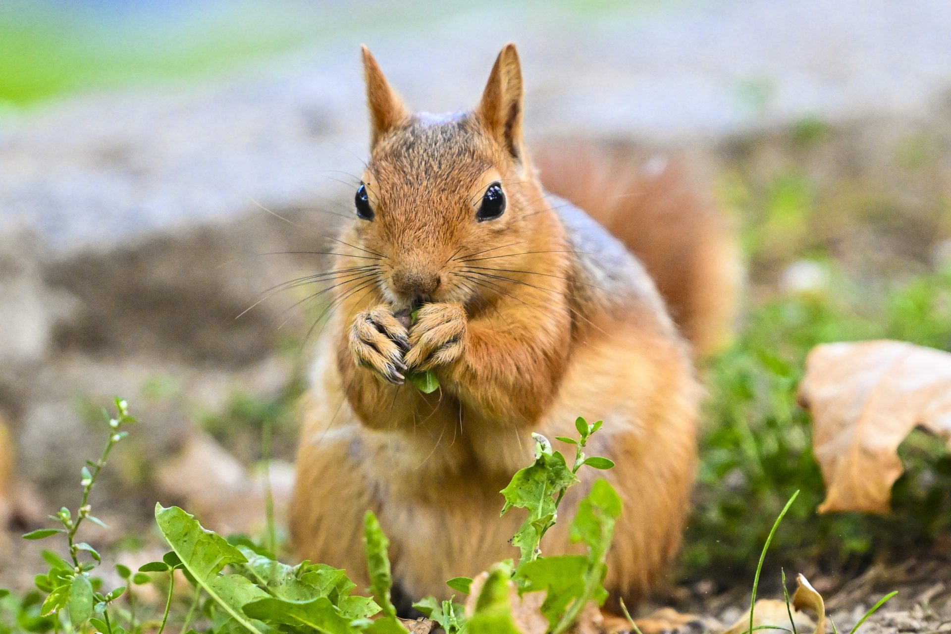 Did you know October is Squirrel Awareness Month?