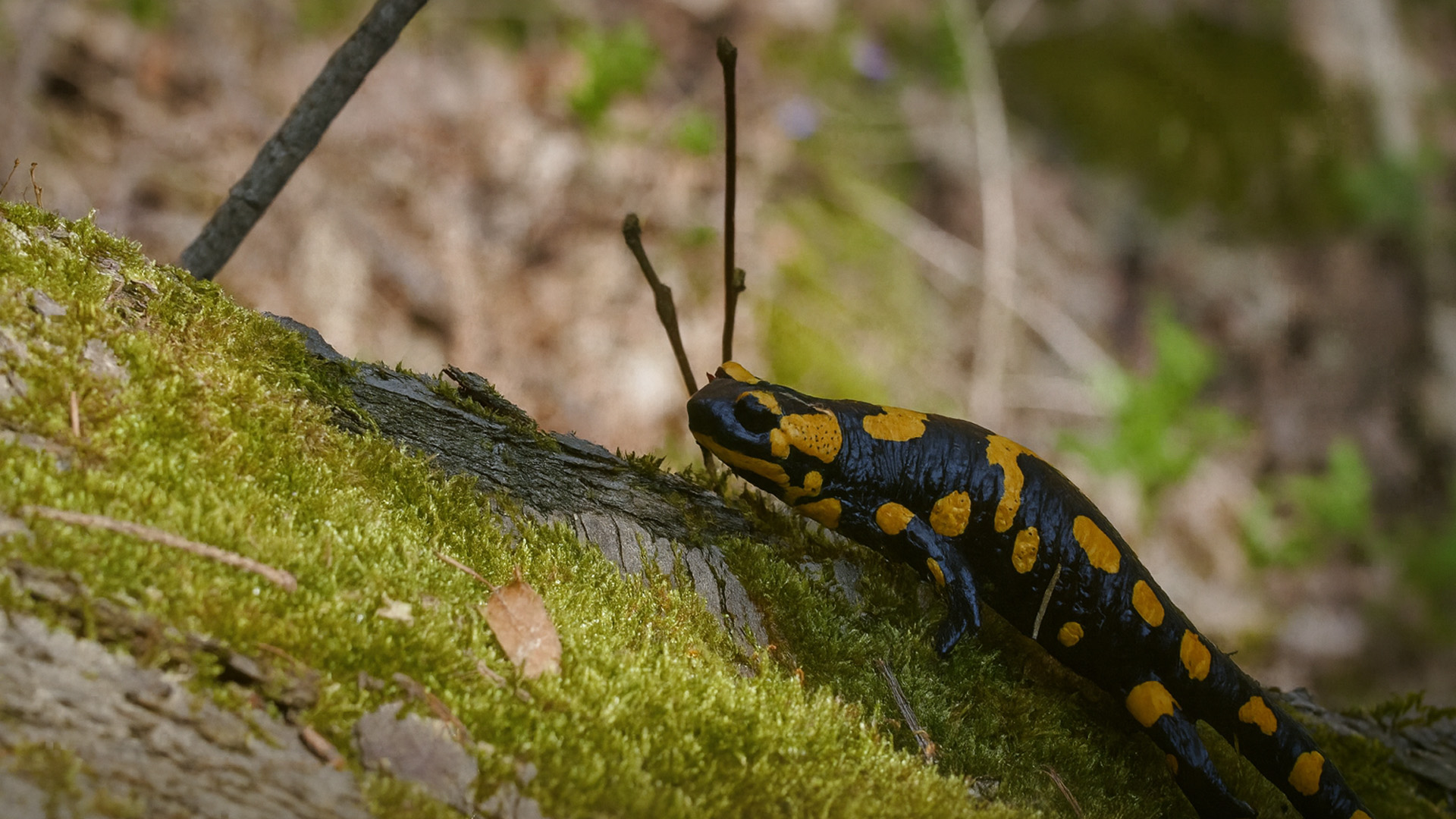 Among Wild Animals in the Wilderness