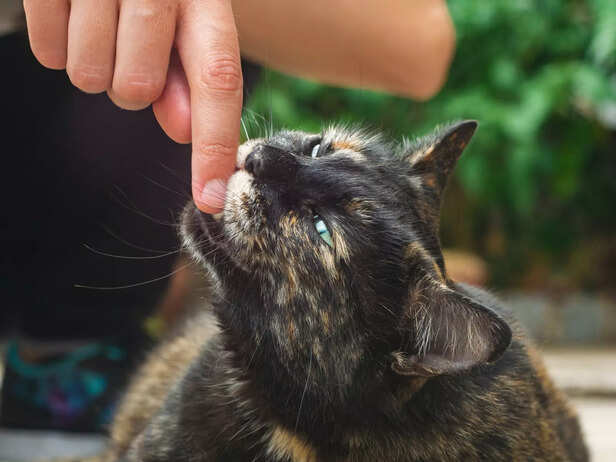 Why Do Cats Bite Their Owners? Understanding Feline Behavior