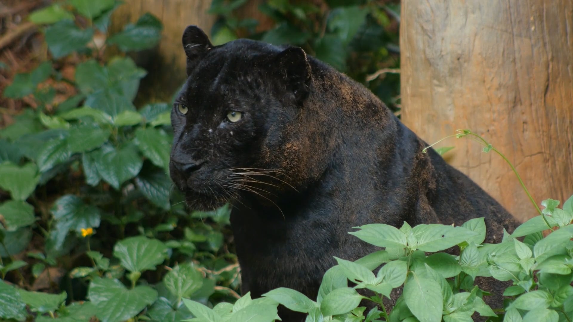 La pantera negra en libertad: increíbles primeros planos