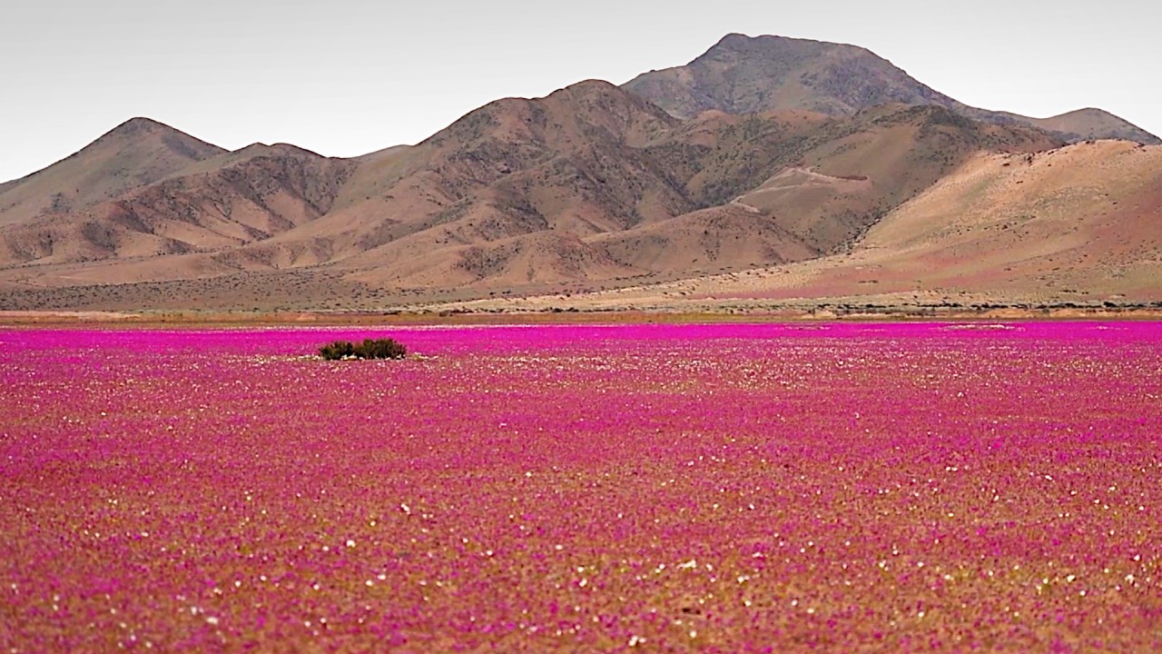 El desierto más seco del mundo florece en Chile tras una inusual lluvia