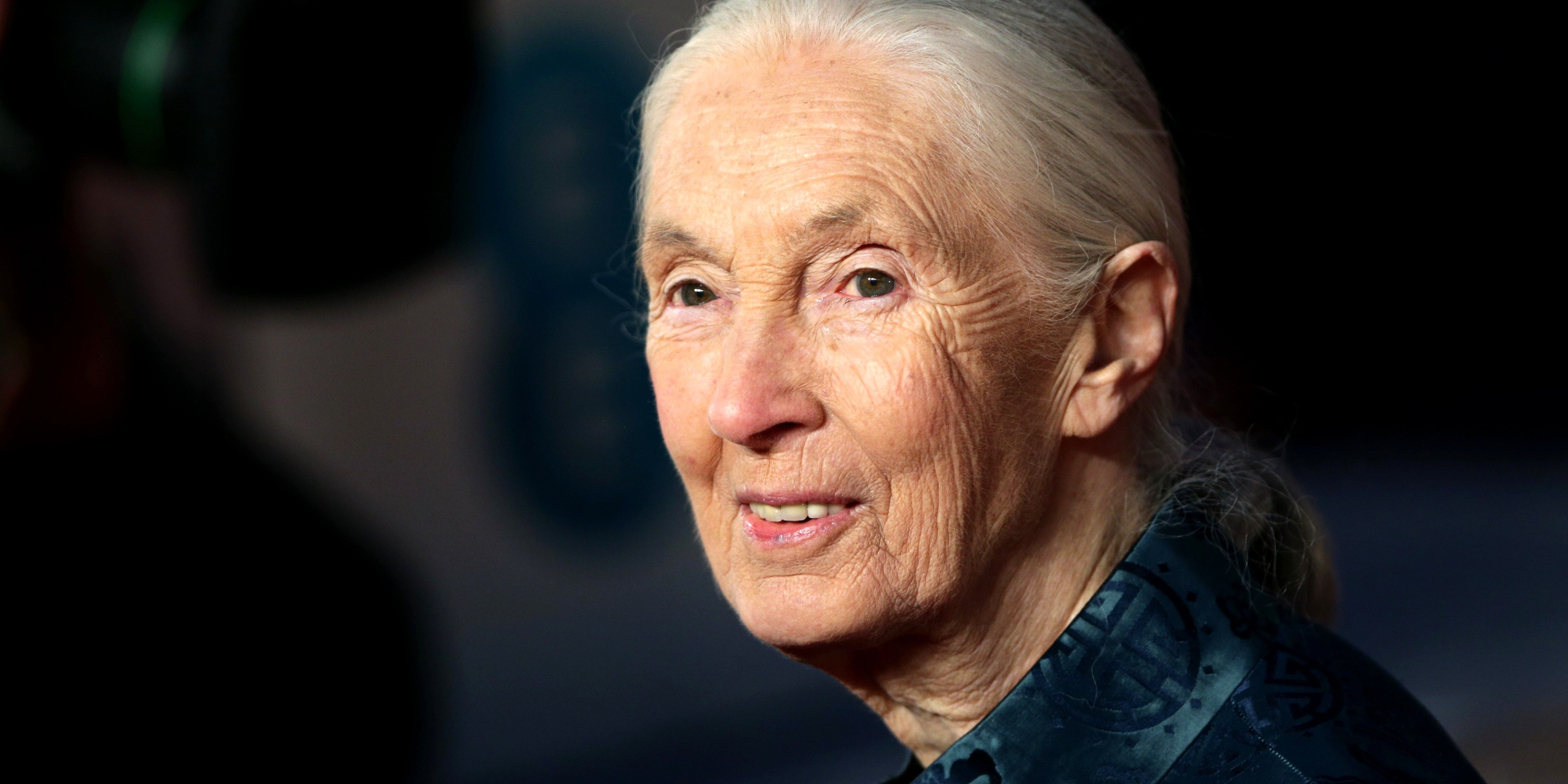 Netflix's Documentary Famous Last Words: Dr. Jane Goodall Becomes a ...