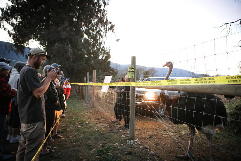 B.C. ostrich cull: Answering your questions after Supreme Court of ...