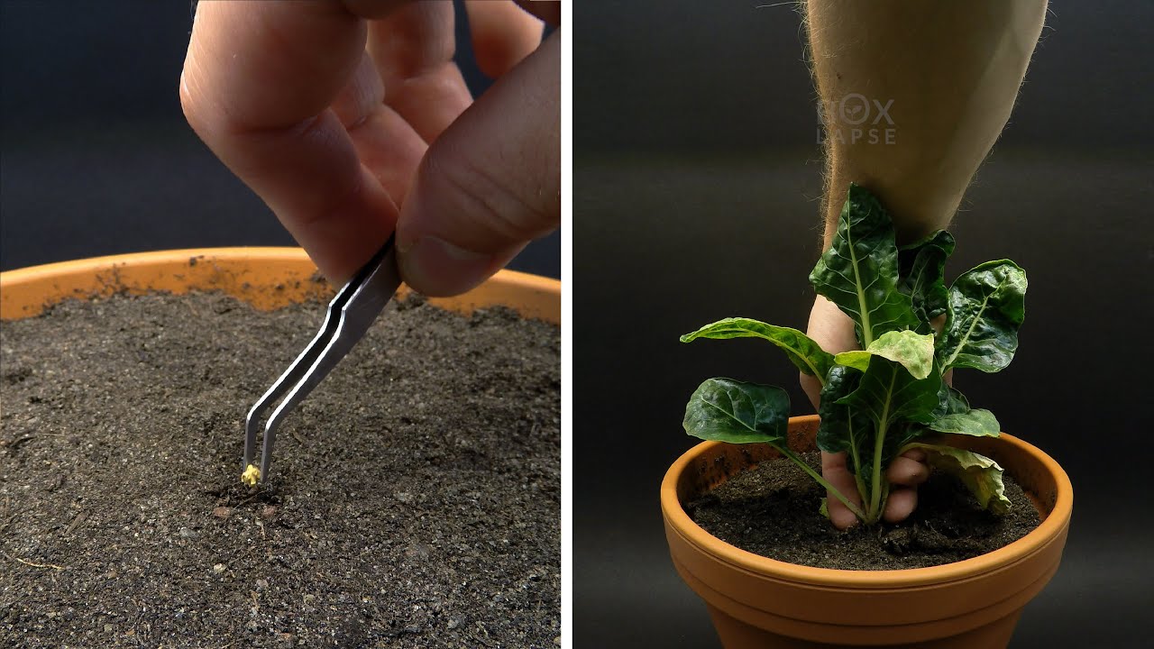Time lapse: Growing Swiss chard fast