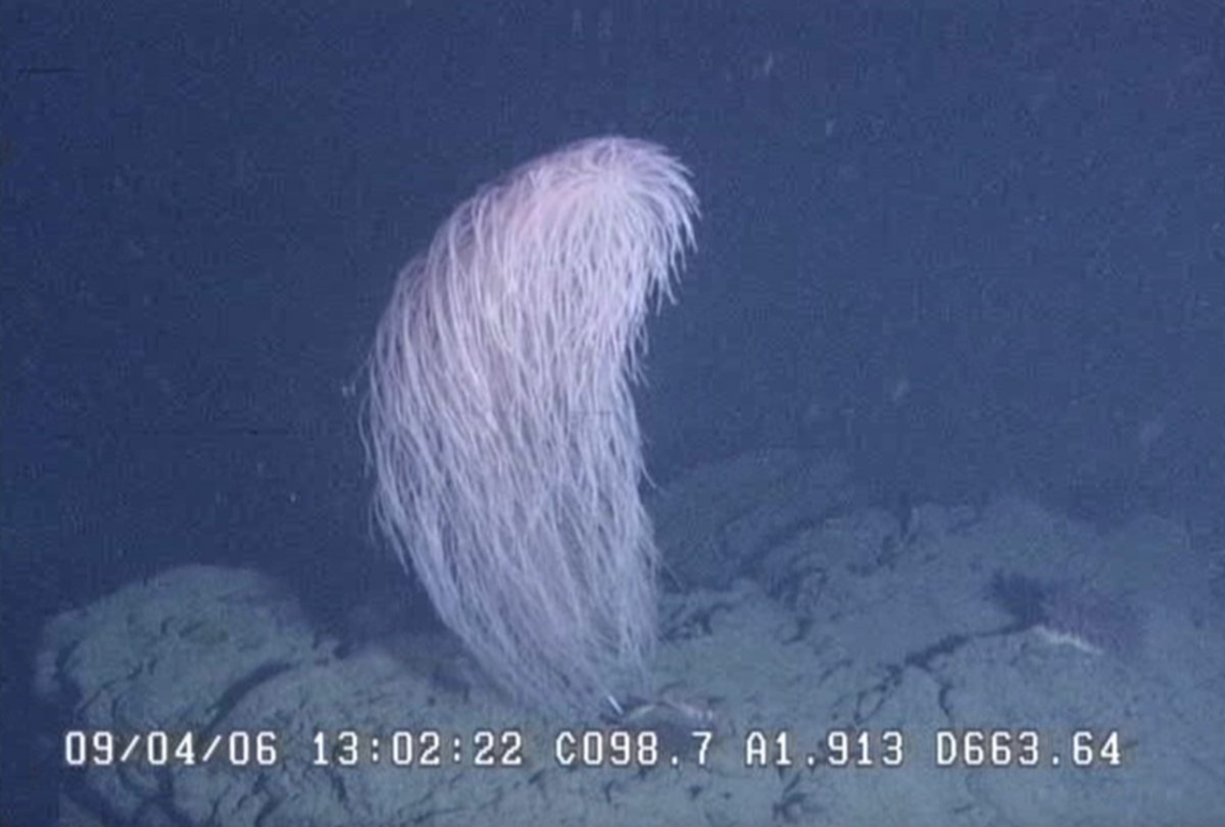 ‘Wookiee of the Sea’: Scientists Name Furry Deep-Sea Coral After Chewbacca
