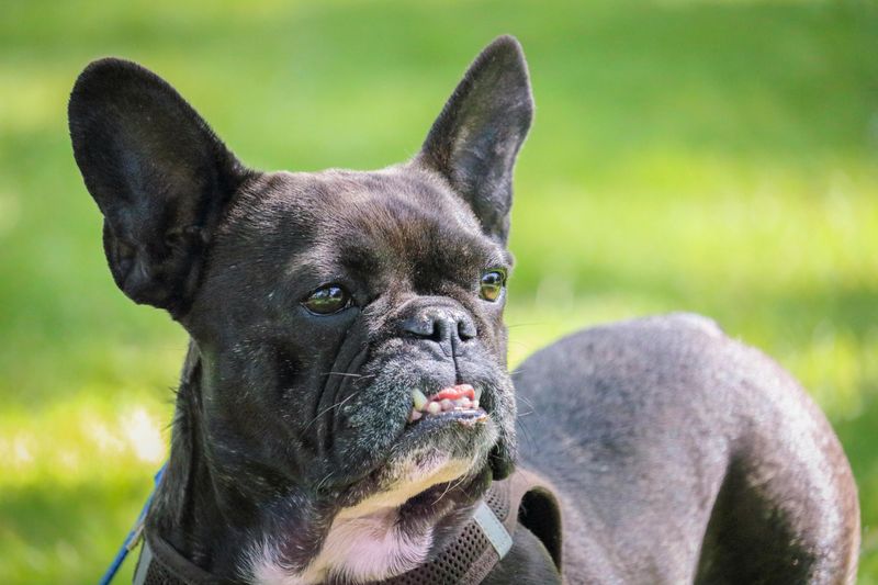 15 Brachycephalic Dog Breeds