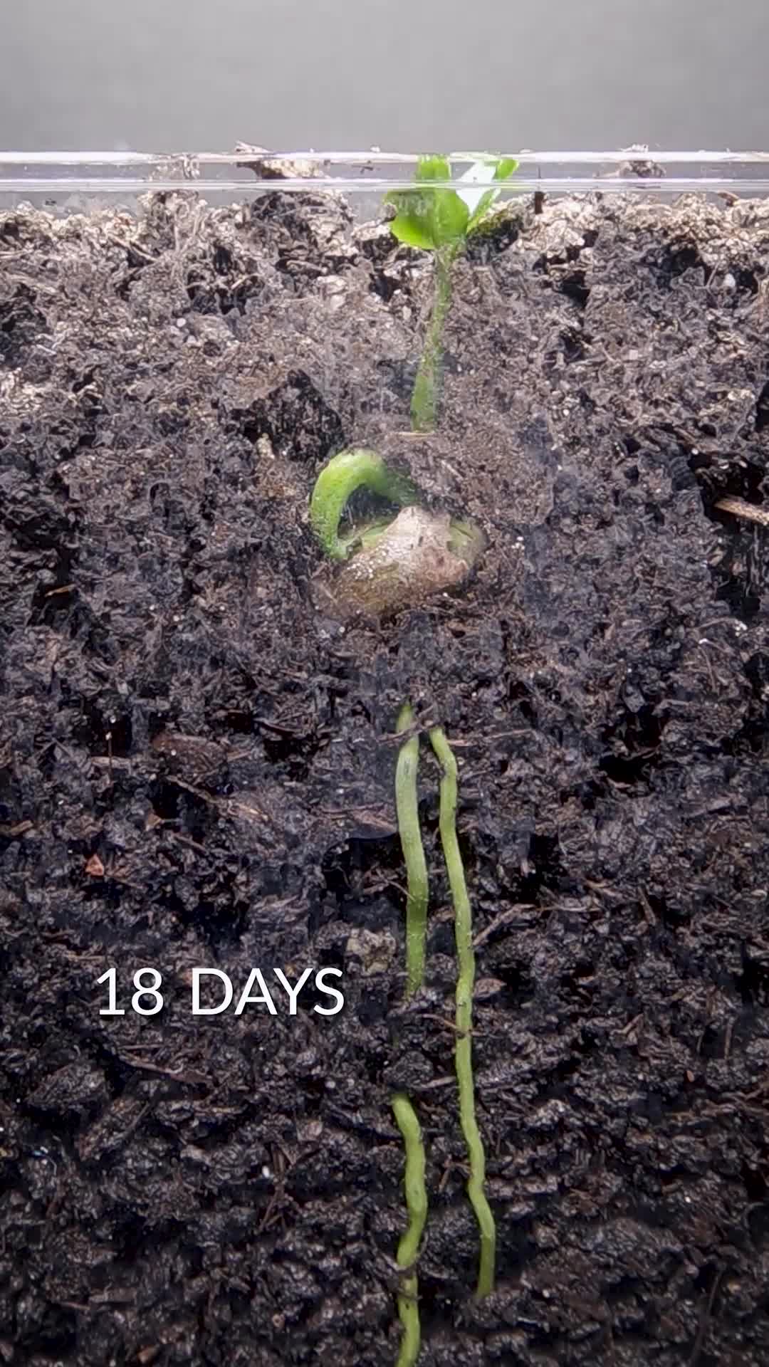 From seed to apricot tree in 171 days