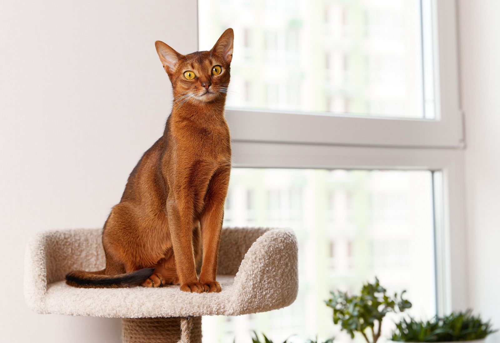 10 Cat Breeds That Act More Like Dogs