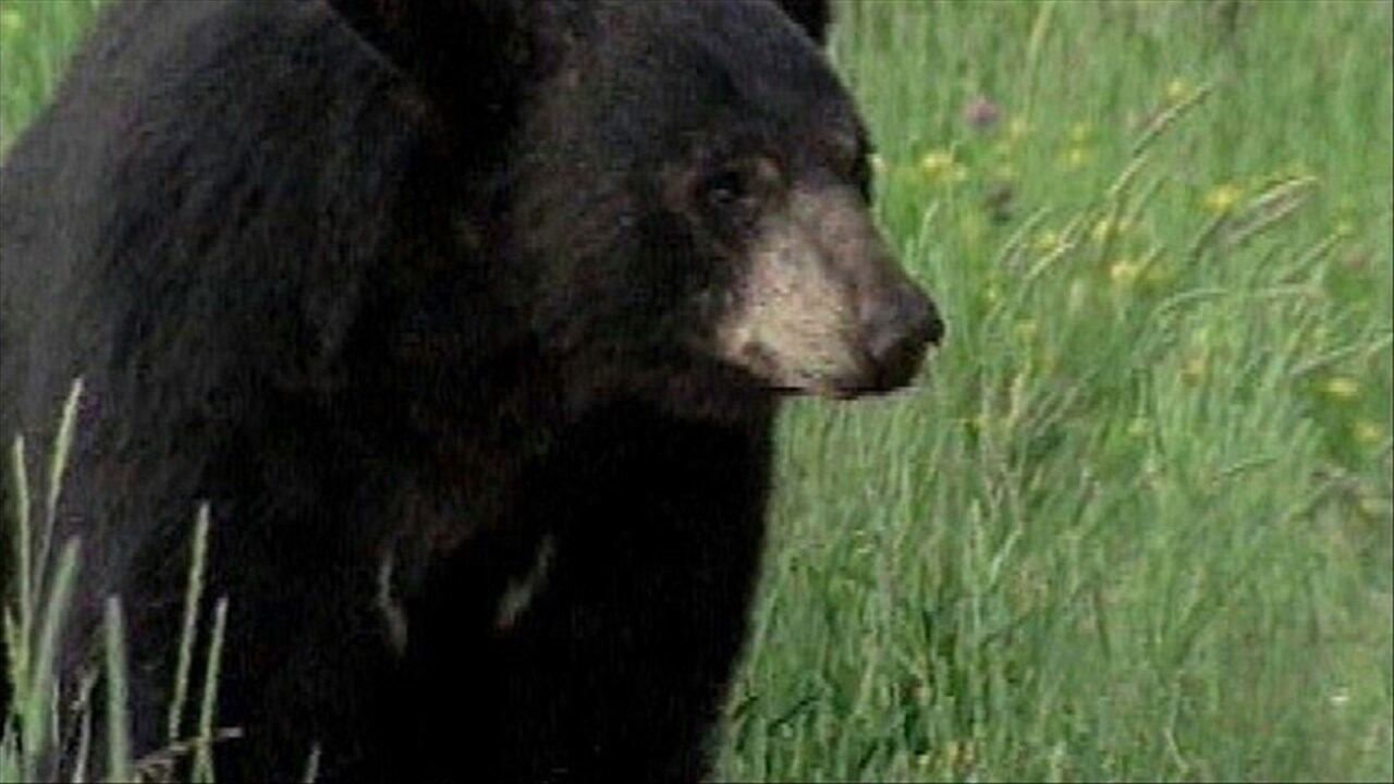 ‘A learning curve’: Local hunter reflects after Florida’s bear hunt ...