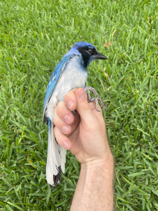 What’s a ‘grue jay’? Introducing the new hybrid love child of the blue ...