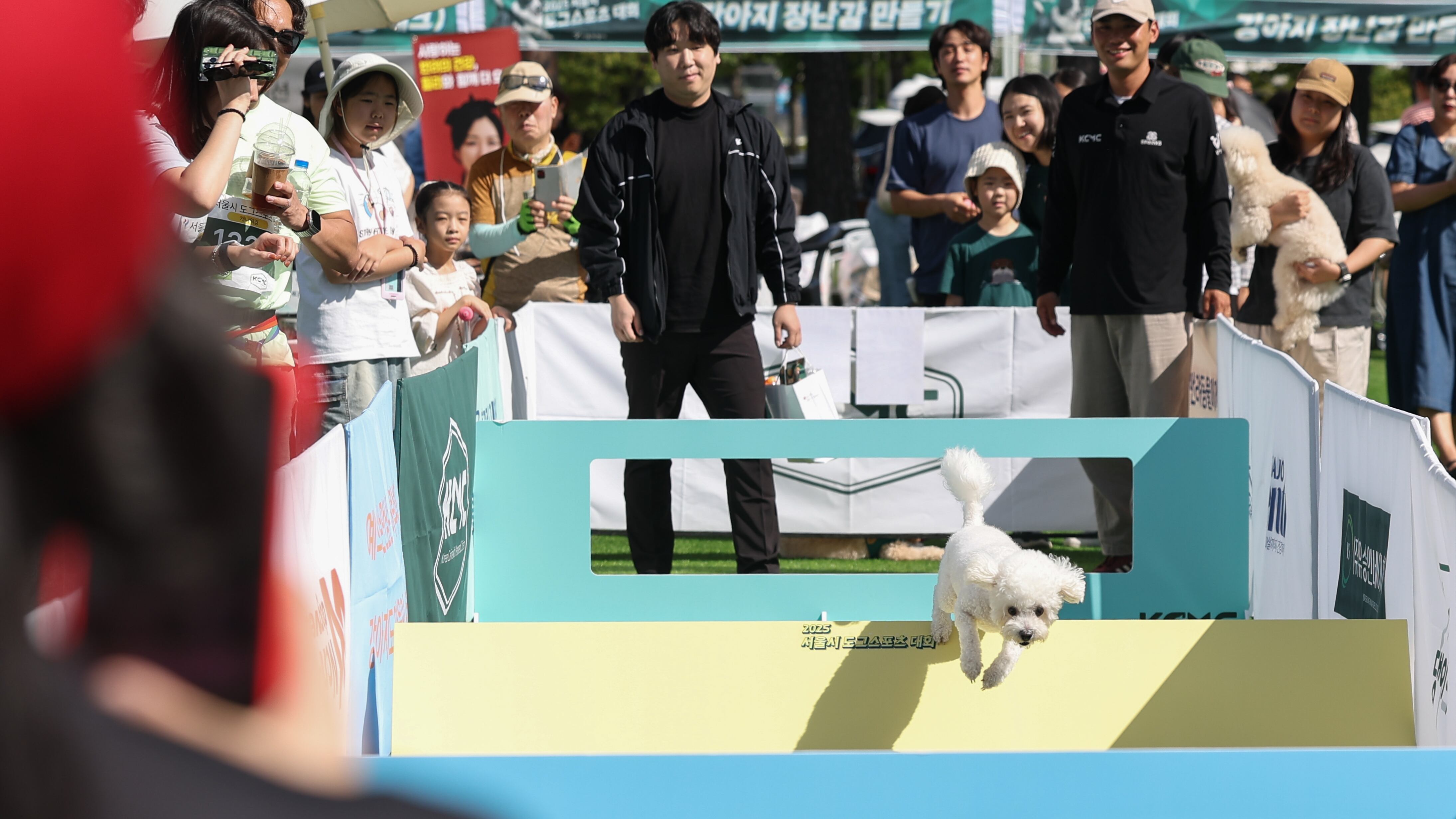 1st Seoul Dog Sports Competition Showcases Canine Agility, Canicross