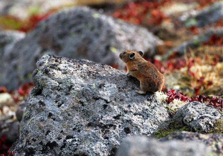 Japanese pika, ice age survivors, prepare for winter in Hokkaido