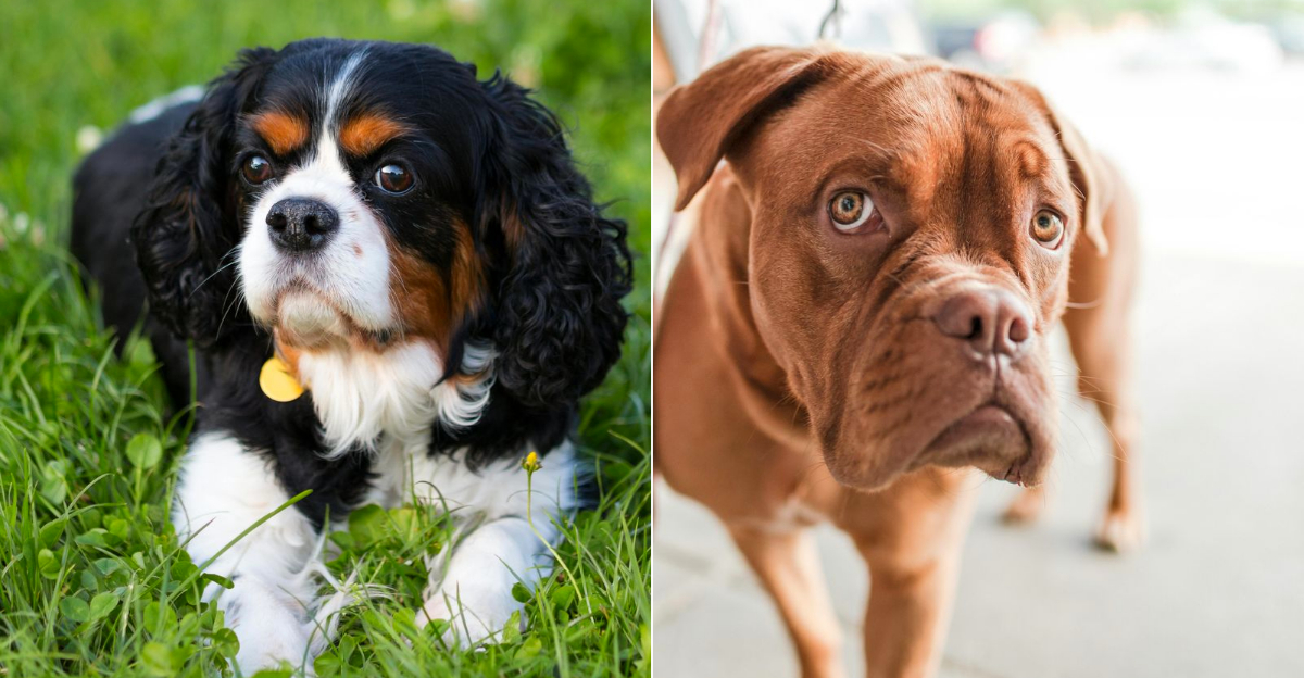 15 Brachycephalic Dog Breeds