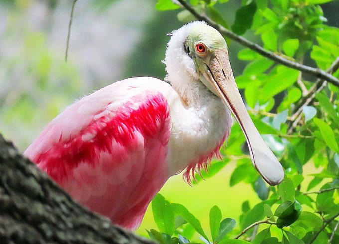 6 bird beak types and how birds use them to eat