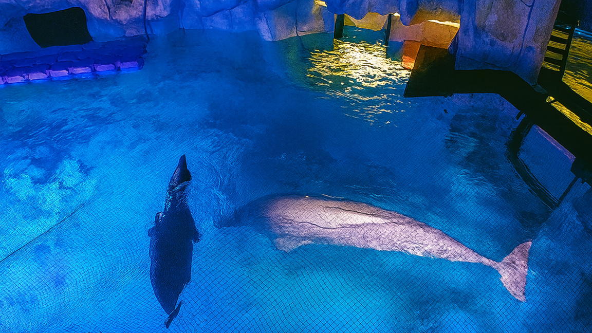 Oceanogràfic Valencia – Aquarium Experience in Spain (4K)