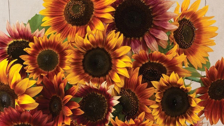 21 Varieties Of The Tallest Sunflowers You Can Grow In The Garden