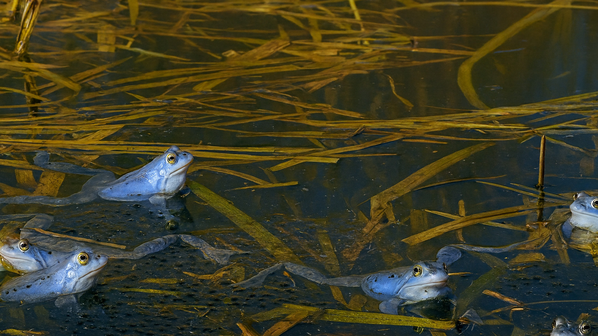 Wildlife Moments by the River