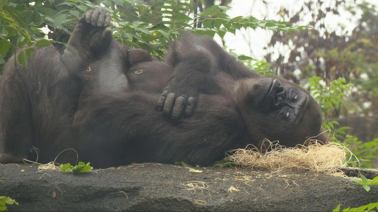 'I'm just over the moon': Baby gorilla born at Cincinnati Zoo to mom ...