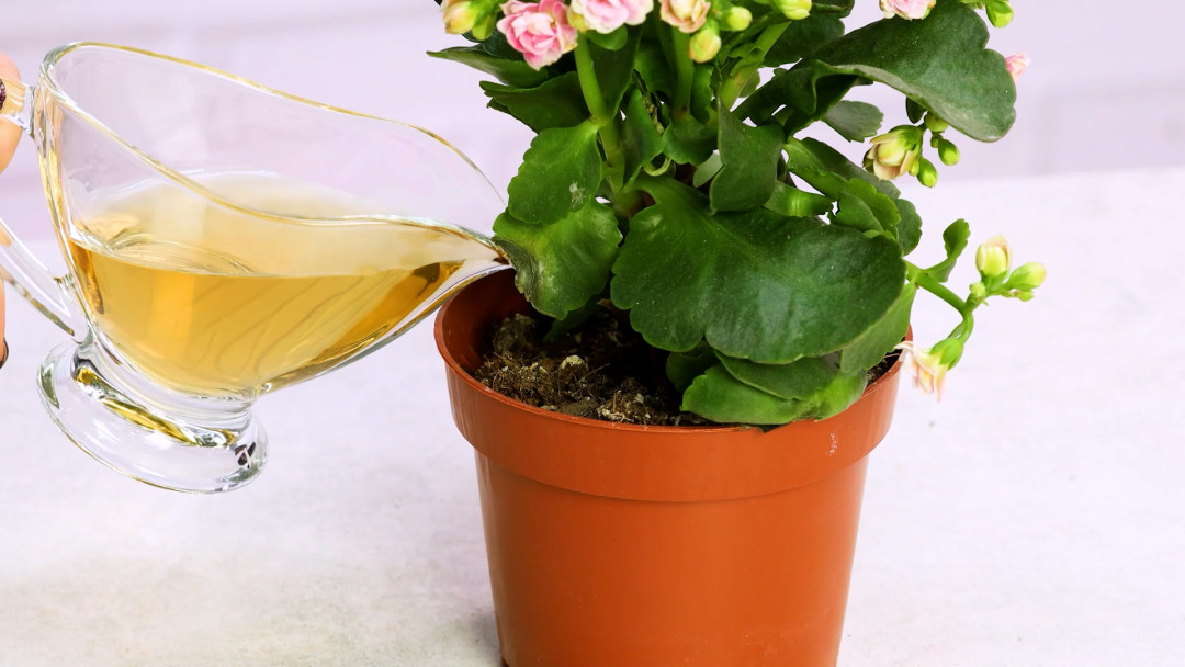 Planting Tips for Gardeners