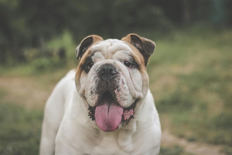 15 Brachycephalic Dog Breeds