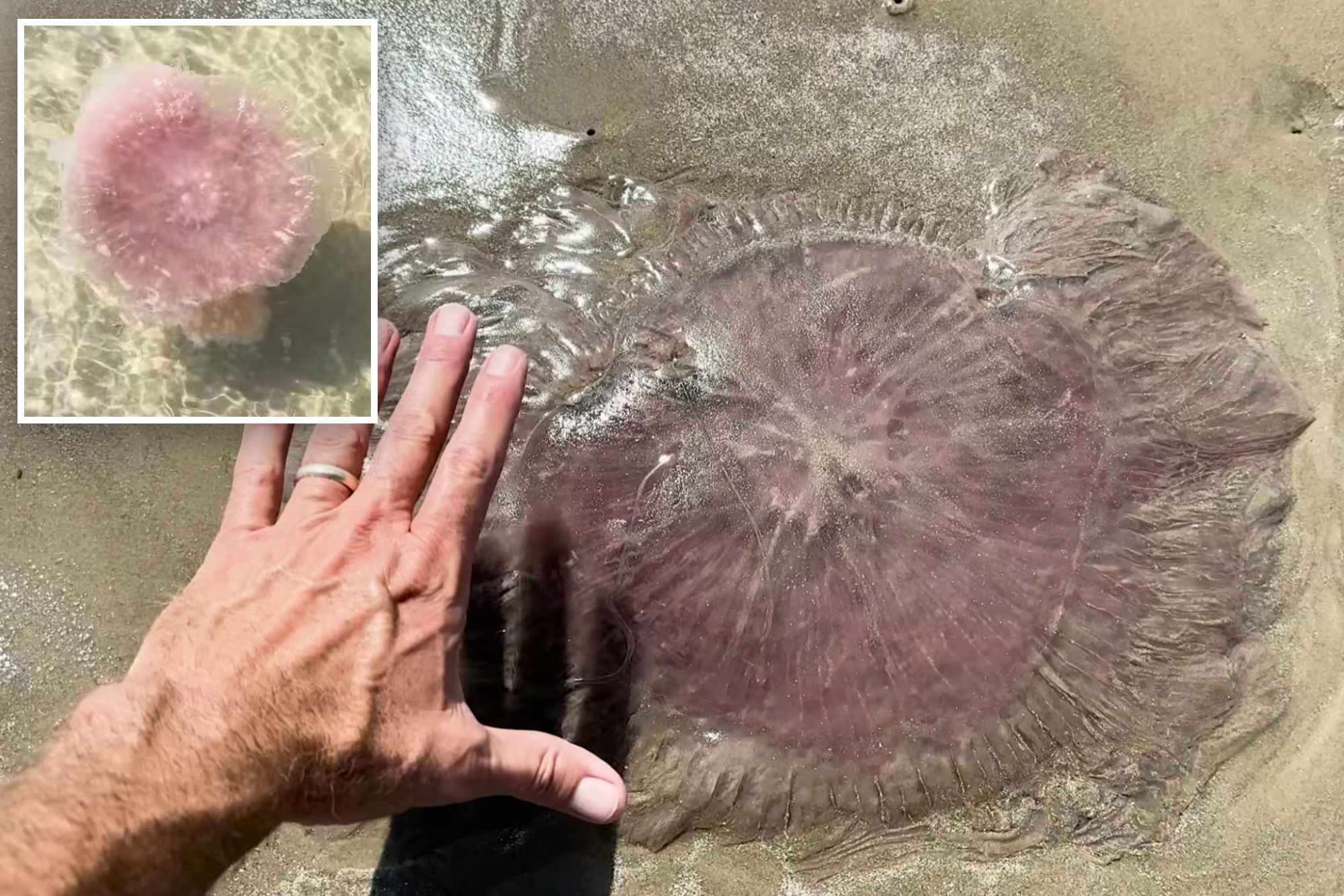 ‘Pink meanie’ jellyfish with 70-foot tentacles wash up on Texas beach ...