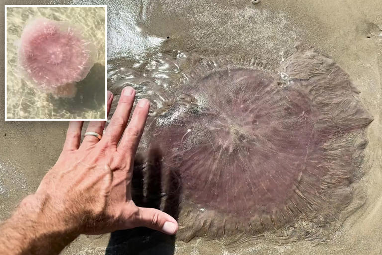 ‘Pink meanie’ jellyfish with 70-foot tentacles wash up on Texas beach ...