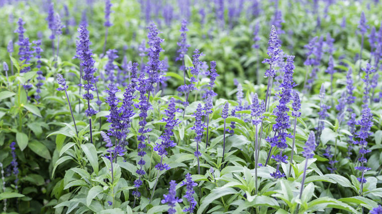 How And When To Divide Salvia For Thriving, Long-Lasting Plants