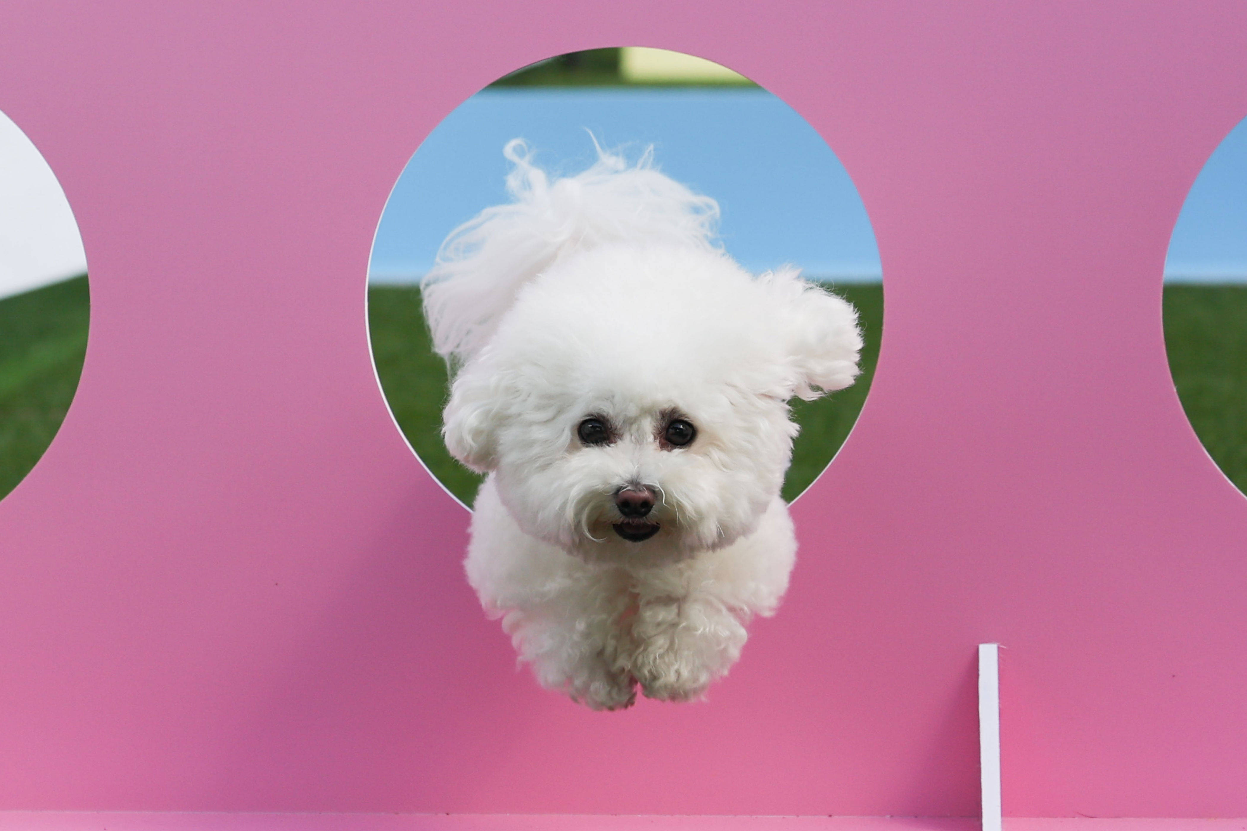 Seoul Hosts First Dog Sports Competition Featuring 'Dog Olympics'