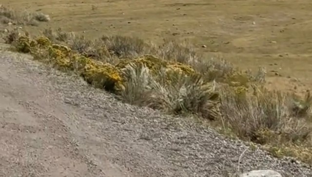 Onlooker captures video of tourist's reckless actions near massive wild ...