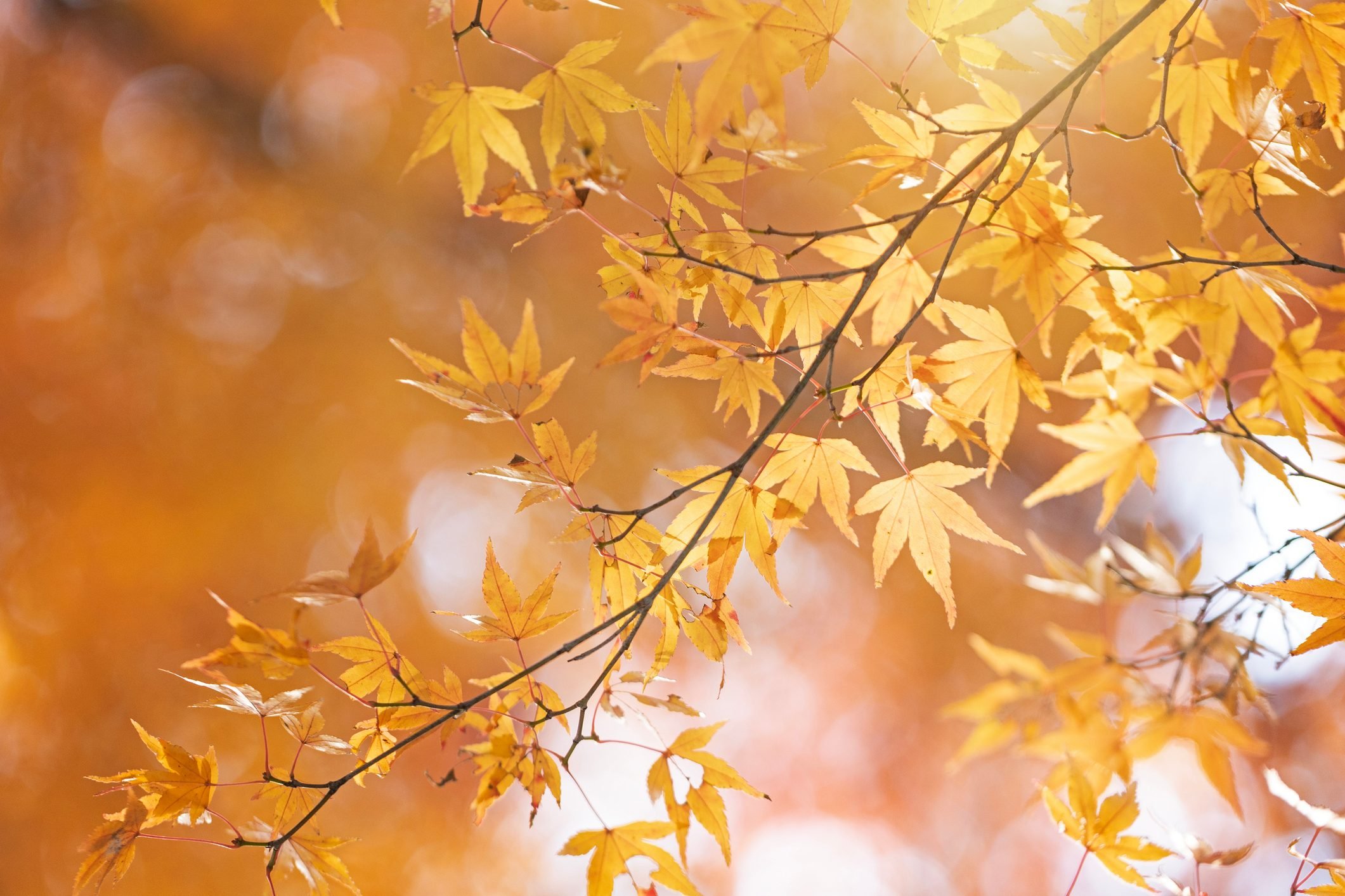 Why Do We Love Fall So Much? There Are 5 Scientific Reasons, Says a ...