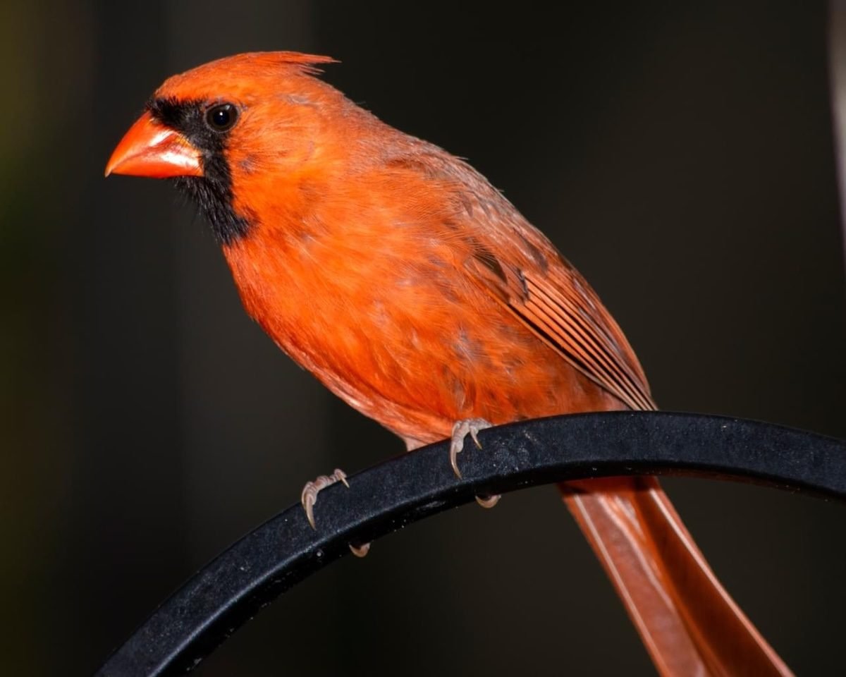 6 bird beak types and how birds use them to eat