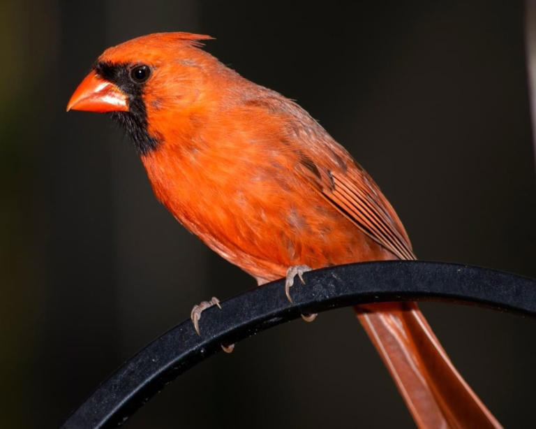 6 bird beak types and how birds use them to eat