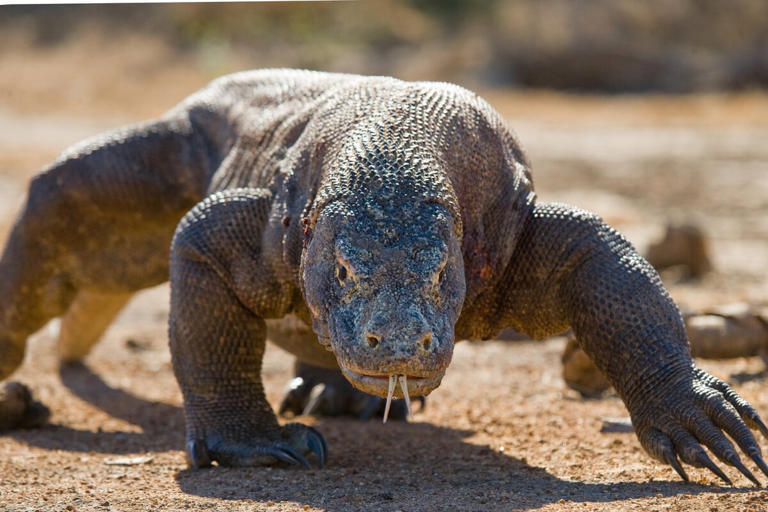 $2.2 billion solar plant in California turned off after years of wasted money: ‘Never lived up ...