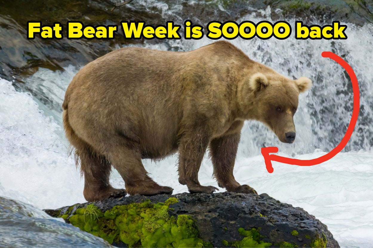 Fat Bear Week Is Back, And I'm Ready To Vote For The Chonkiest ...