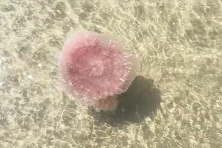 ‘Pink meanie’ jellyfish with 70-foot tentacles wash up on Texas beach ...