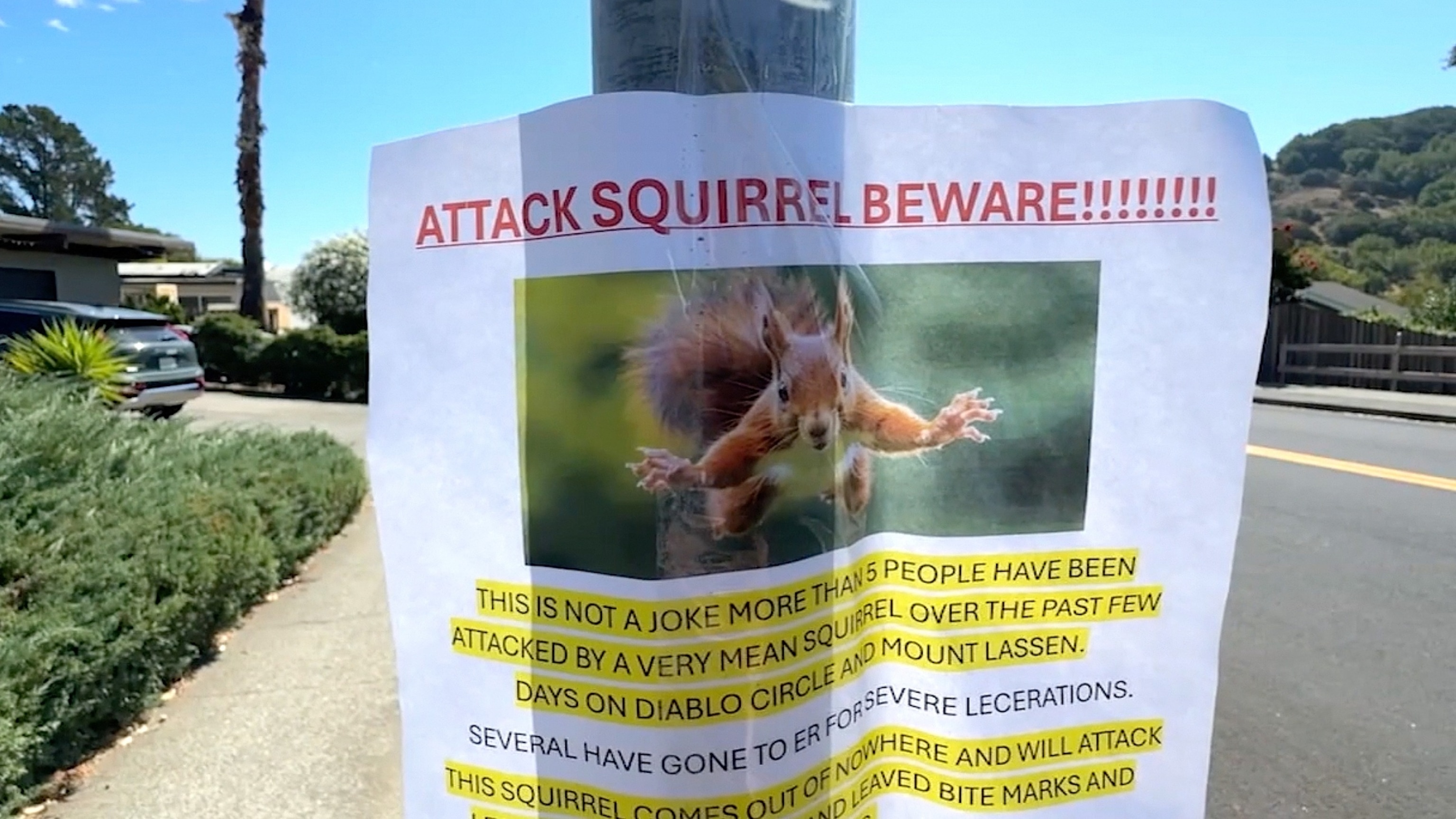 Squirrel attacking residents in California town, sending at least 2 to ...