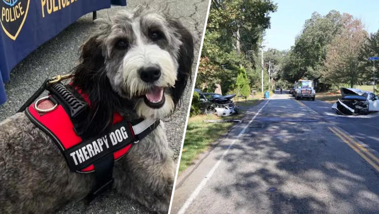Police therapy dog killed, 2 drivers hurt in Tewksbury car crash ...