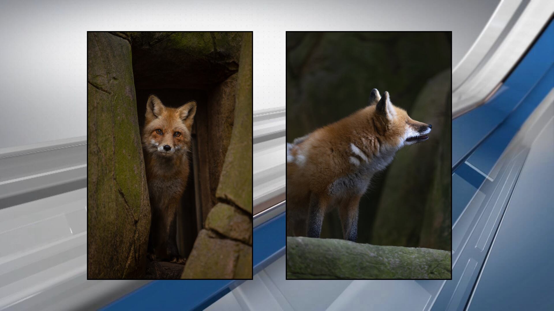Beloved fox who survived car crash dies at Caldwell Zoo