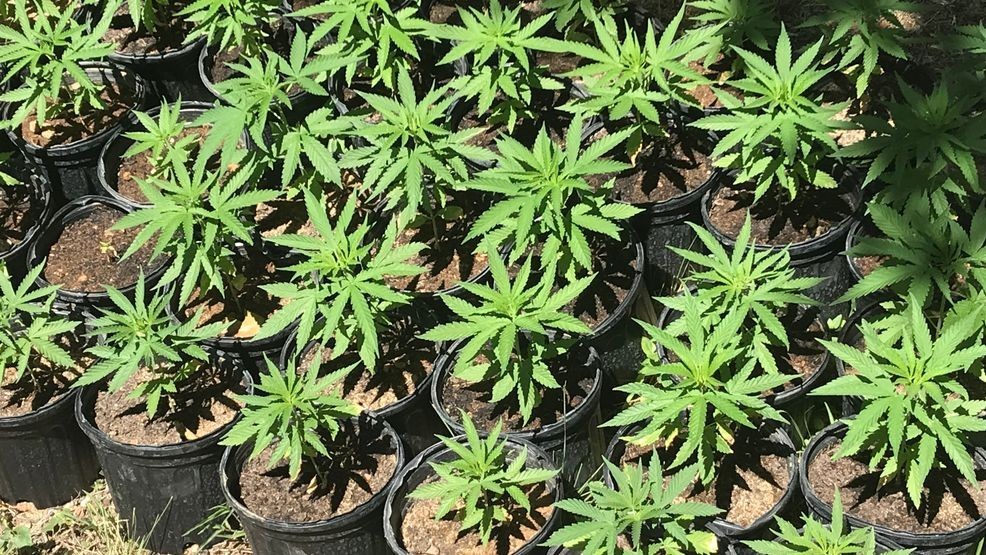 TABC bans retailers from selling consumable hemp products to minors ...