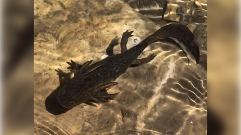 Axolotls in Utah? Not really, meet the tiger salamander