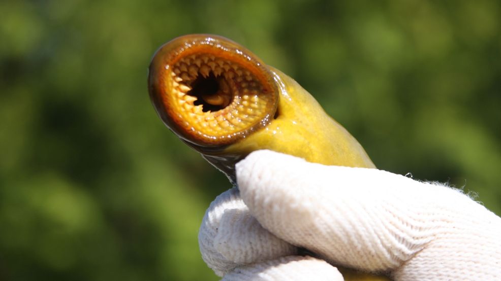 'Can do great damage': Invasive sea lamprey control efforts begin along ...