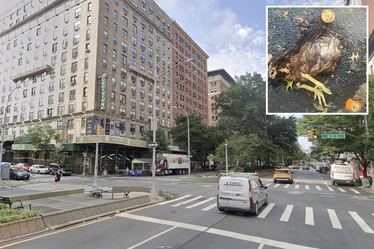 Pair of dead chickens found on NYC block for second time in 4 months ...