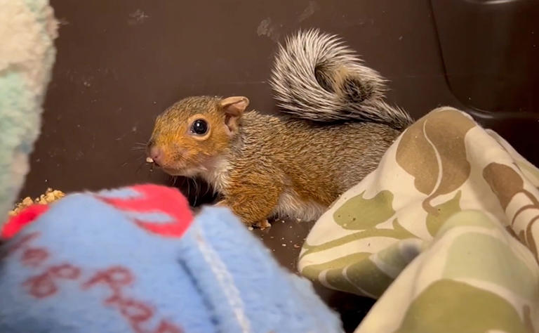 Squirrel attacking residents in California town, sending at least 2 to ...